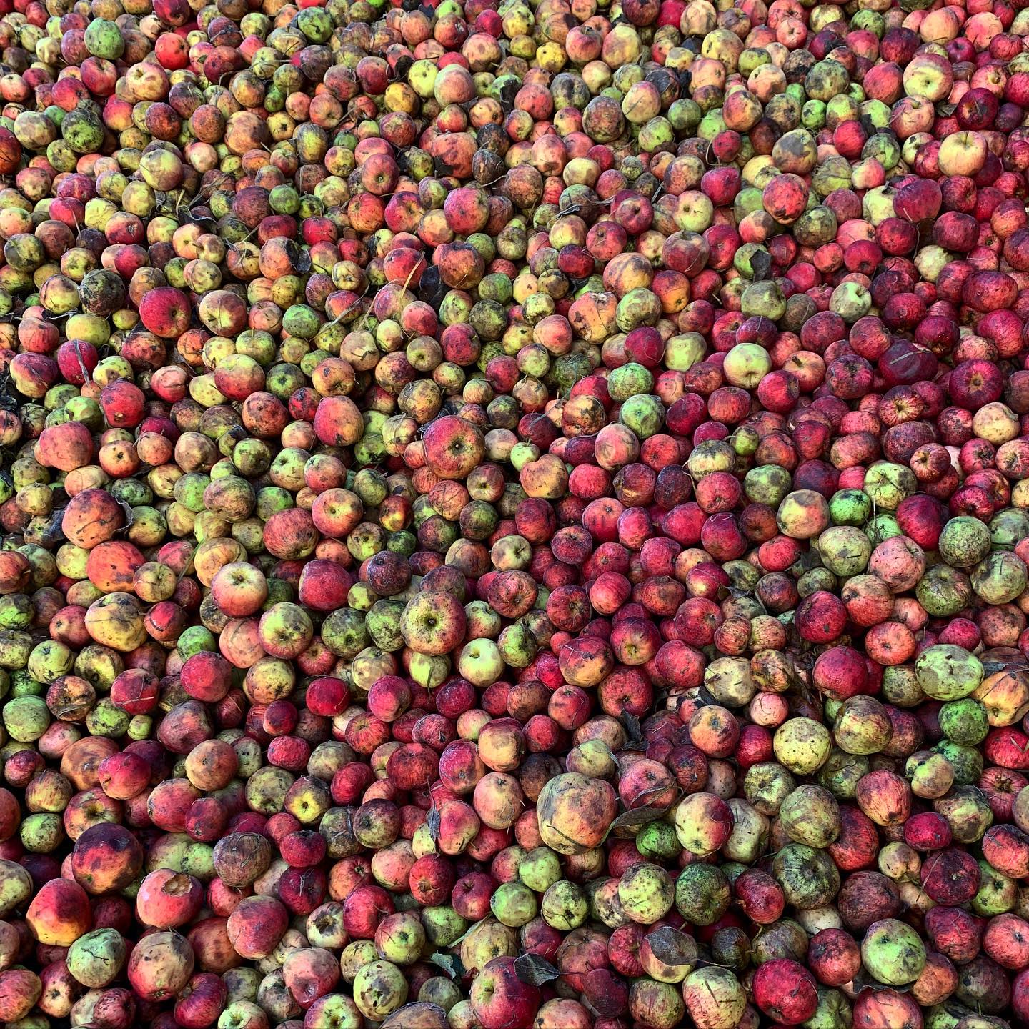 Bridge Farm Cider - Southfork Caravan Park - SuperUser Account